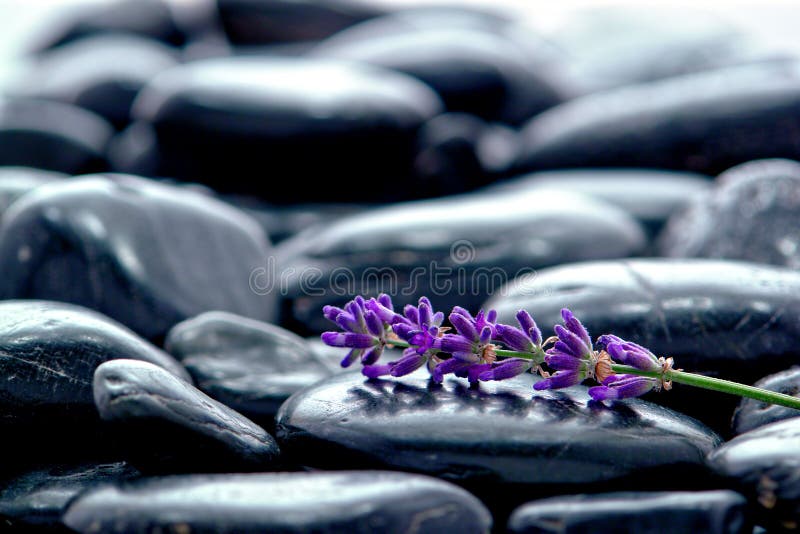 Lavender Flower Wisp on Soft Black Polished Stones Stock Image - Image ...