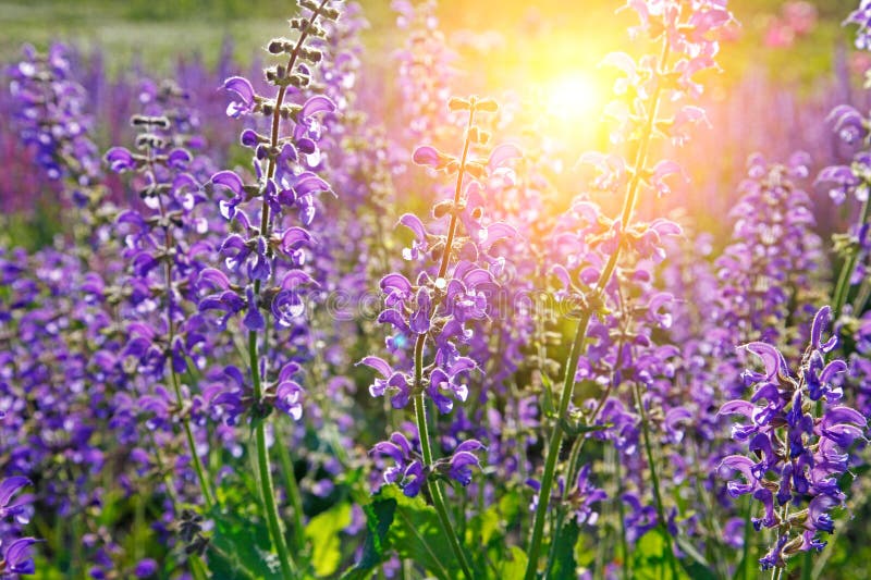 Lavender flowers stock image. Image of baskets, shrubs - 318814203