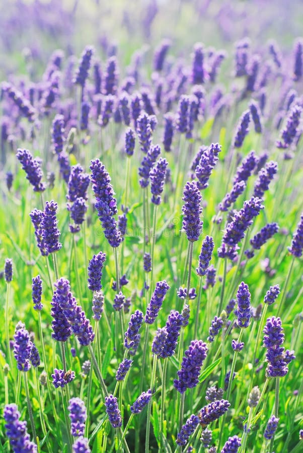Lavender Flowers stock image. Image of aroma, gardening - 5851635