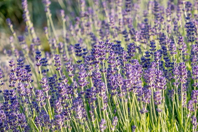 Lavender flowers in bloom. stock photo. Image of care - 147942486