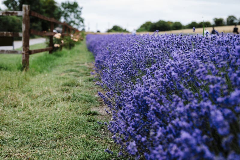 Lavender Flowers Blossom in Summer Fields in Europe Stock Image - Image ...