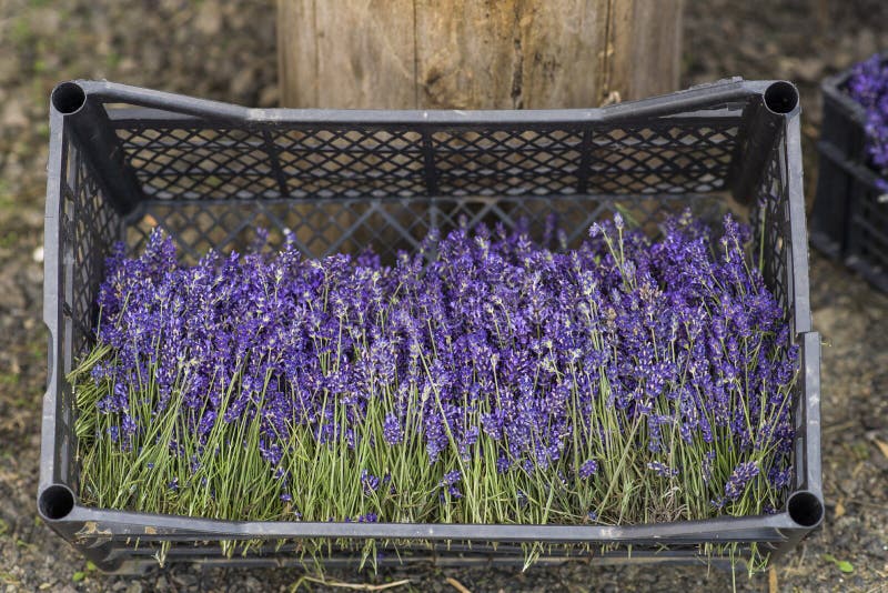 Lavender flowers stock photo. Image of nature, crop, beauty - 75356000