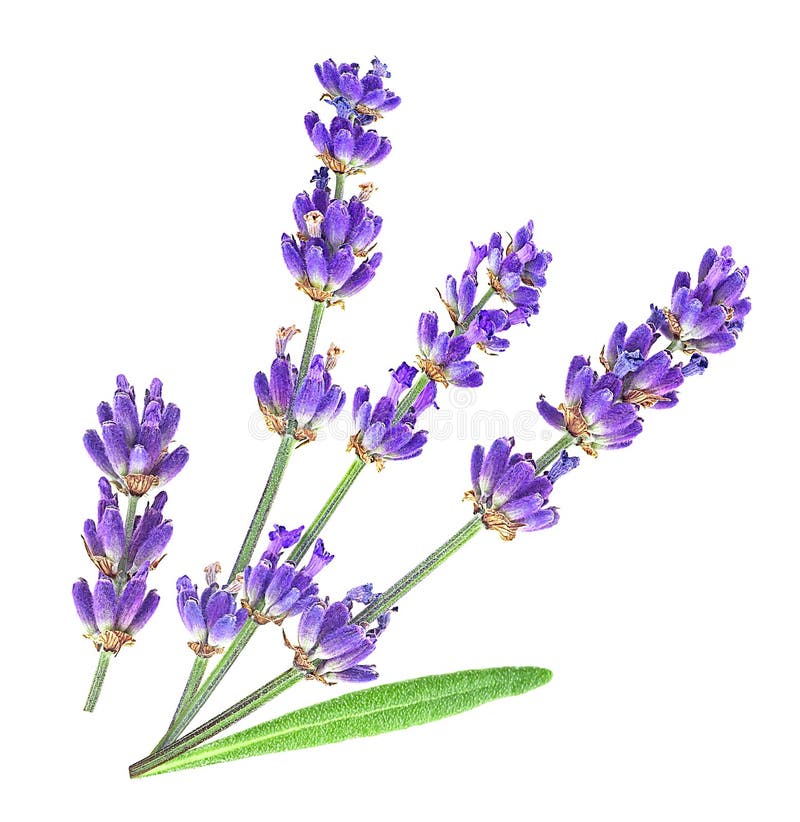 Lavender Flowers Bundle Isolated on White Background. Beautiful ...