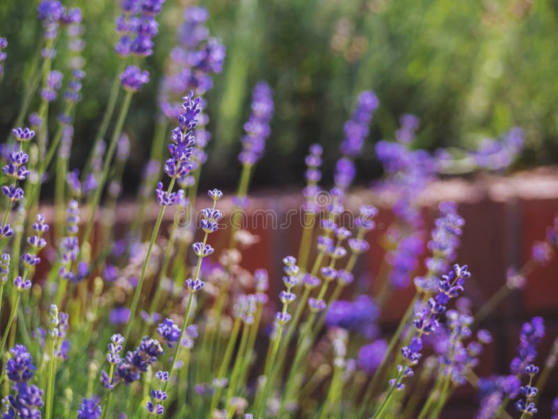 Lavender Flowers Closeup. Composition of Nature Stock Image - Image of ...