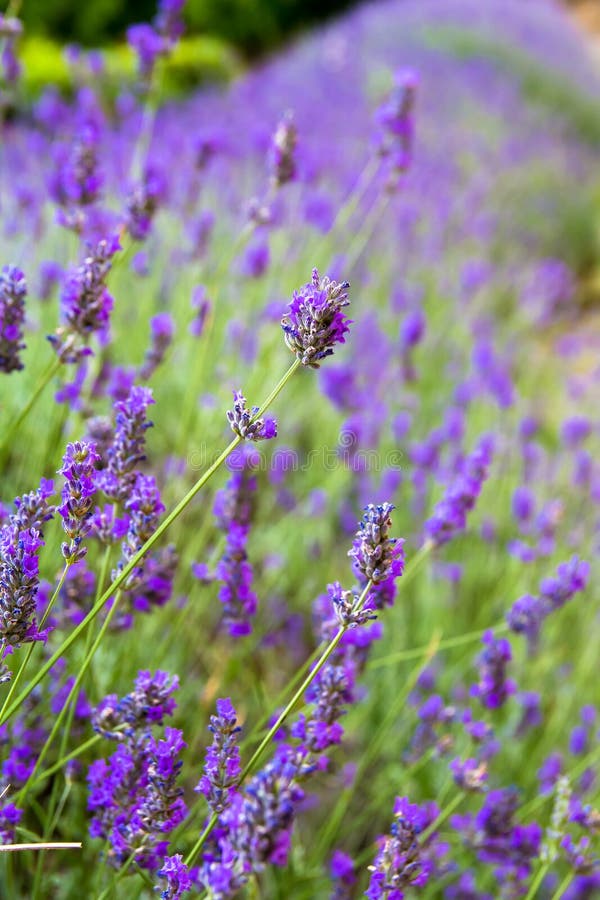 Beautiful lavender flowers stock photo. Image of closeup - 143376904
