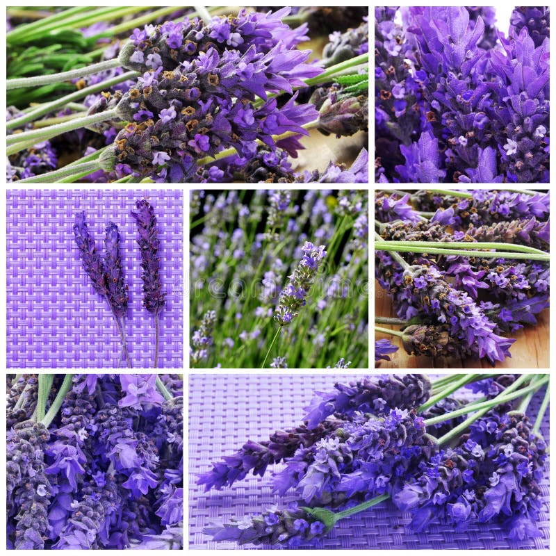 Lavender flowers collage stock photo. Image of homeopathy - 38543052