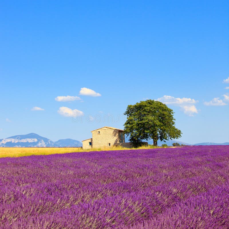 Lavender Flowers Field, House and Tree. Provence Stock Photo - Image of ...