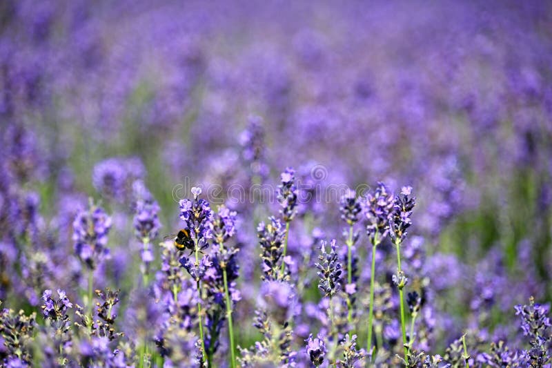 Lavender Flowers Field Spring Stock Image - Image of blossom, meadow ...