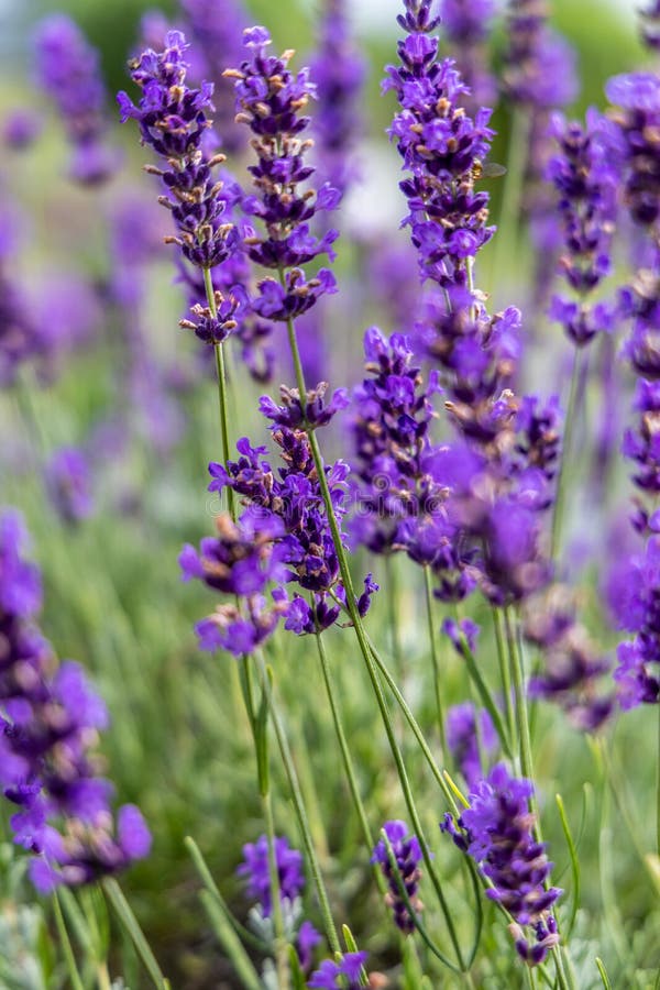 Lavender Flowers in the Field, Vertical Orientation Stock Photo - Image ...