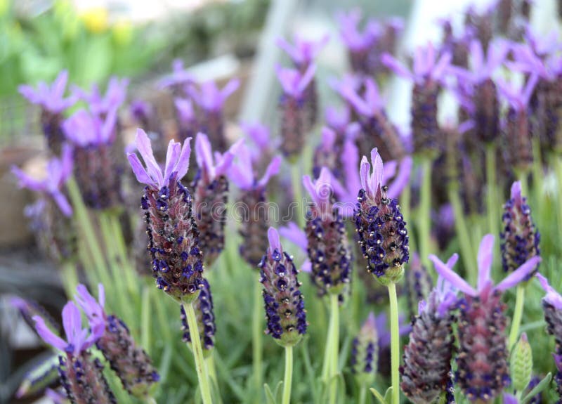 Lavender flowers stock image. Image of lavender, botanical - 91781567
