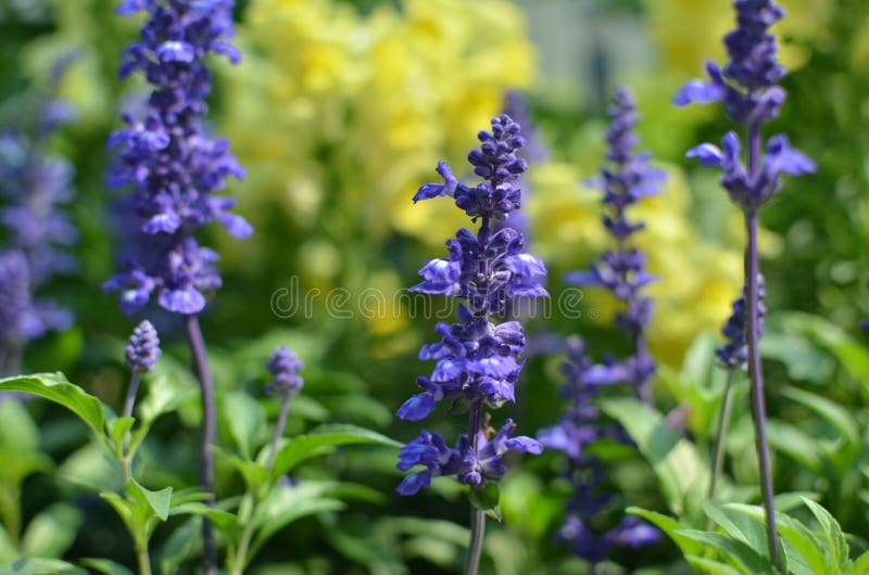 A Lavender Flowers in Green Darden Outdoor Stock Image - Image of ...