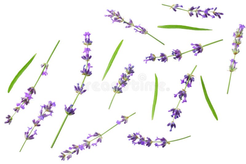 Lavender Top View Stock Illustrations – 754 Lavender Top View Stock ...