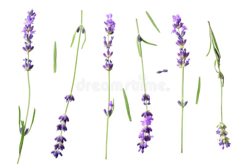 Lavender Top View Stock Illustrations – 754 Lavender Top View Stock ...