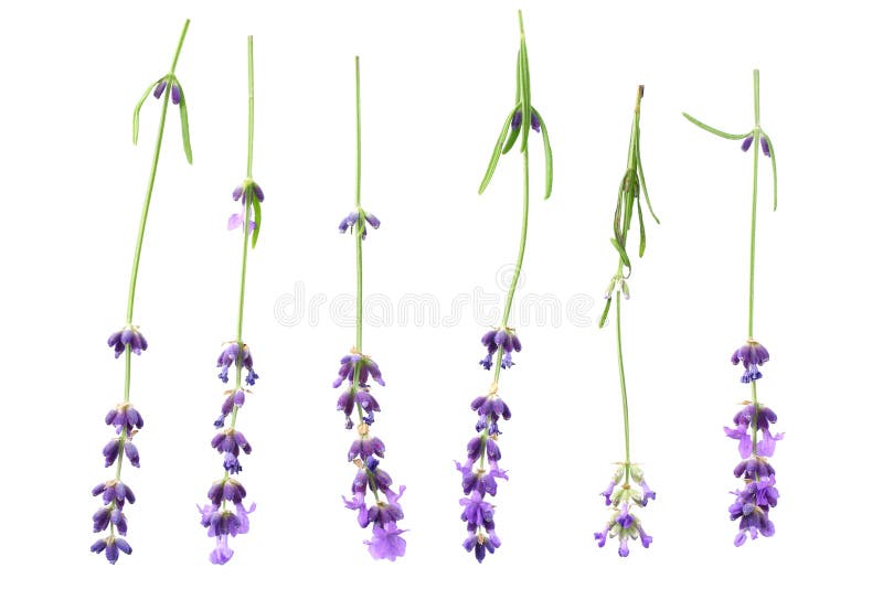 Lavender Top View Stock Illustrations – 754 Lavender Top View Stock ...