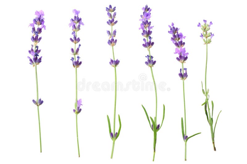 Lavender Top View Stock Illustrations – 754 Lavender Top View Stock ...