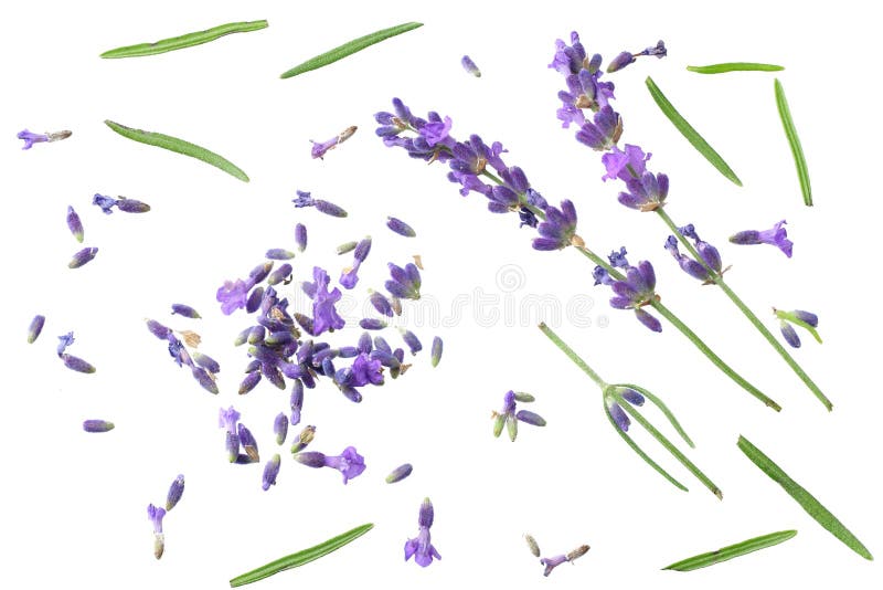 2,275 Lavanda Background Stock Photos - Free & Royalty-Free Stock ...