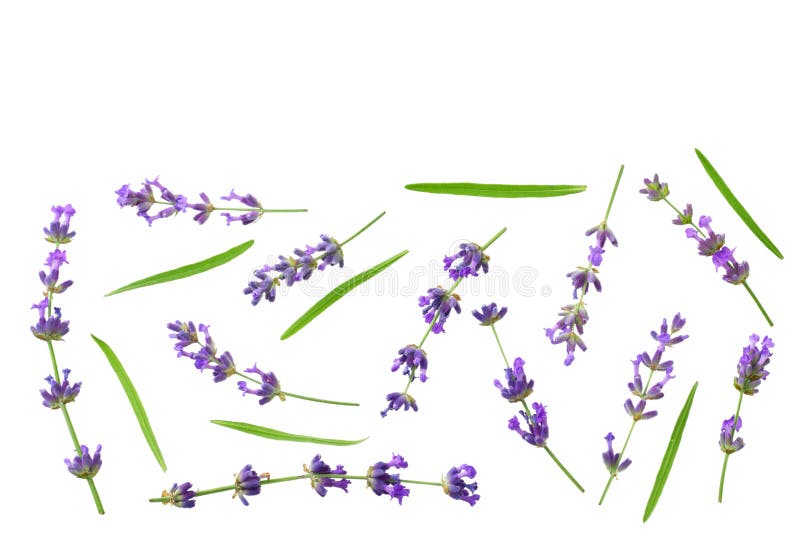 Lavender Top View Stock Illustrations – 754 Lavender Top View Stock ...