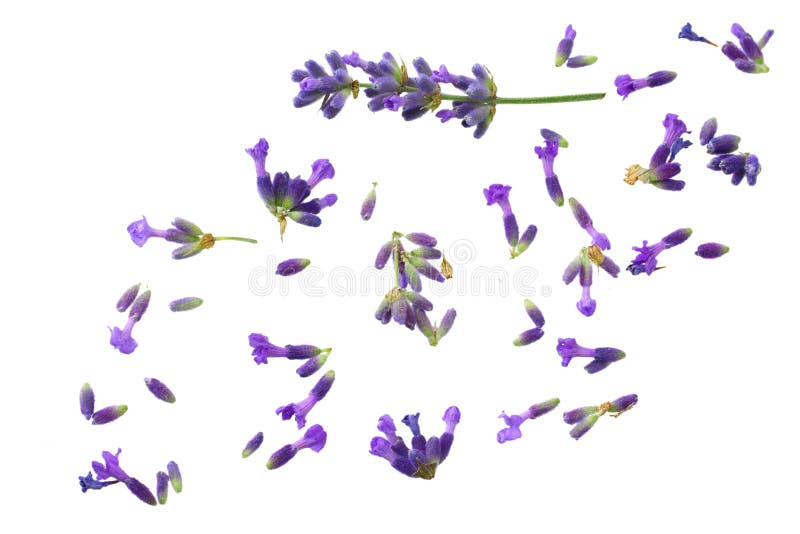 Lavender Top View Stock Illustrations – 754 Lavender Top View Stock ...