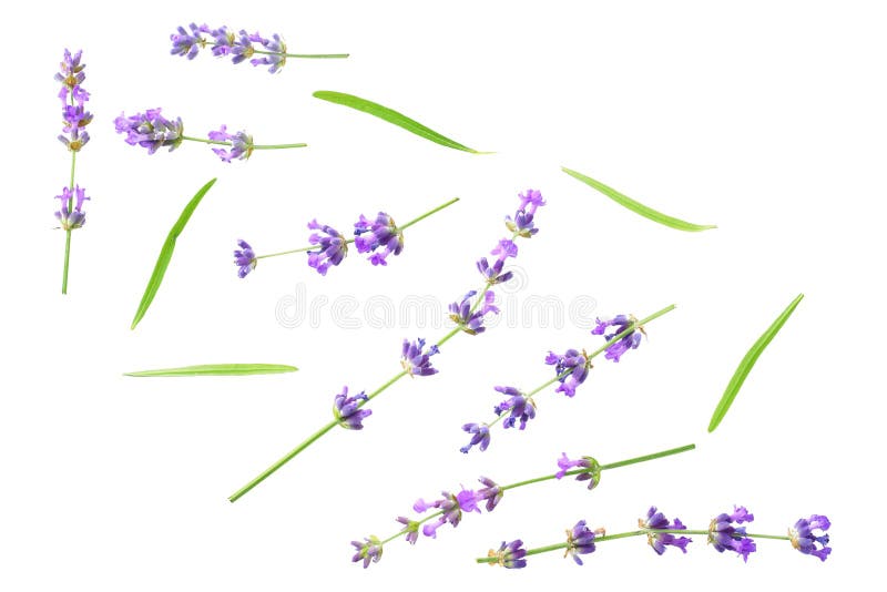 Lavender Top View Stock Illustrations – 754 Lavender Top View Stock ...