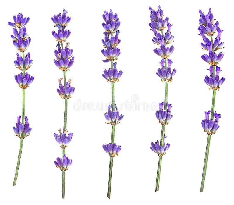 Lavender Flowers Isolated on White Background, Top View. Lavender ...