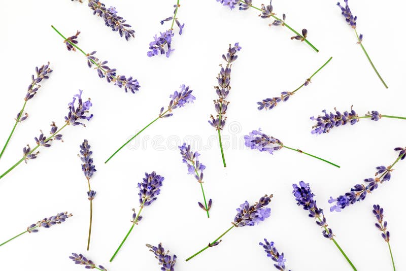 2,205 Lavanda Background Stock Photos - Free & Royalty-Free Stock ...
