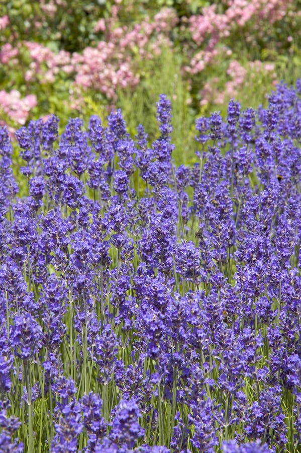 Lavender Flowers stock photo. Image of color, medicine - 30498930