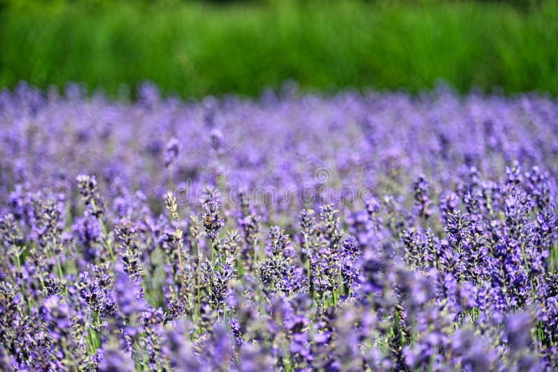 Lavender Flowers Meadow Spring Stock Image - Image of flora, flower ...