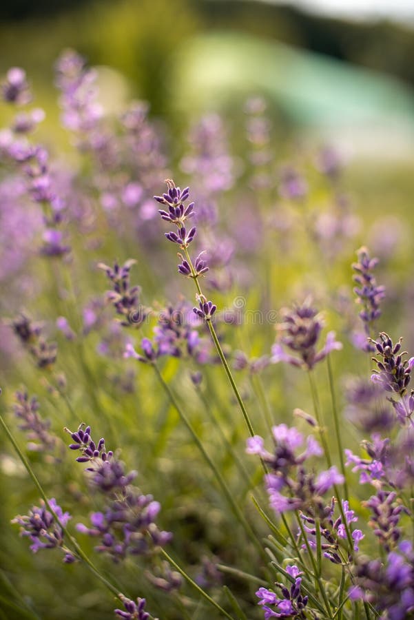 Lavender Flowers in Nature, Natural Lavender Flowers Stock Image ...