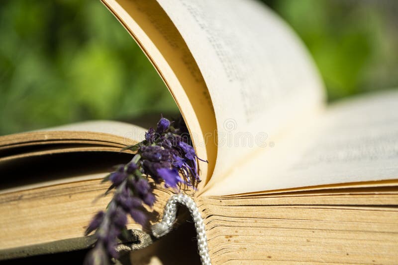 Lavender Flowers in an Old Open Book Closeup. Stock Image - Image of ...
