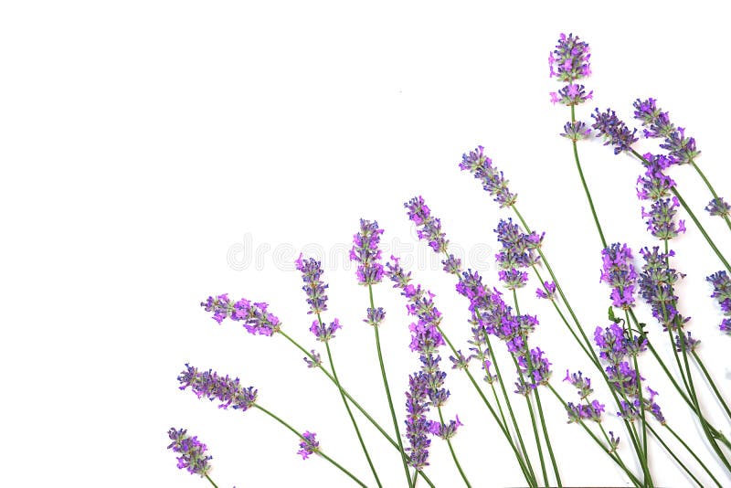 Lavender Flowers Pattern Isolated on White Background. Stock Photo ...