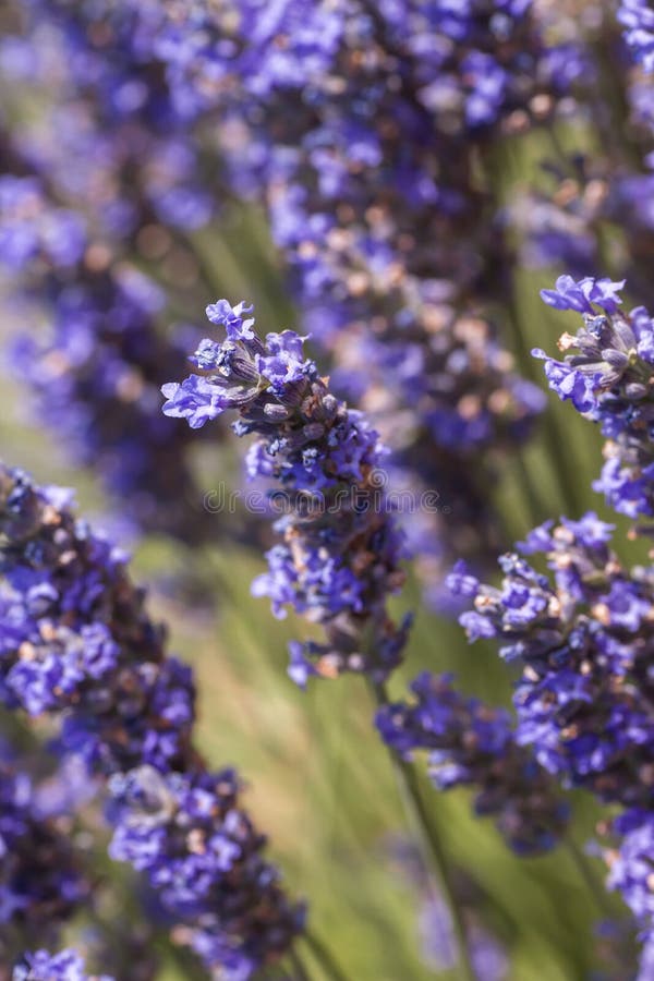 Broadleaved Lavender or Lavandula Latifolia Flowering Strongly Aromatic ...