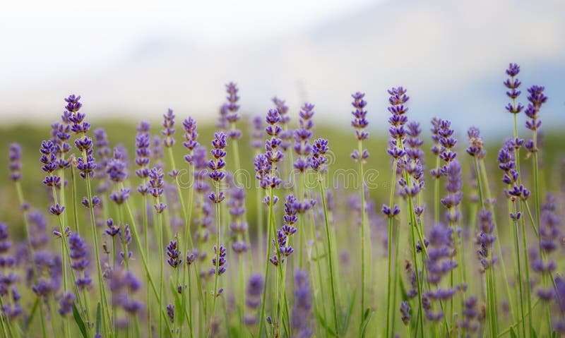 Lavender flowers stock photo. Image of perfume, field - 42994202