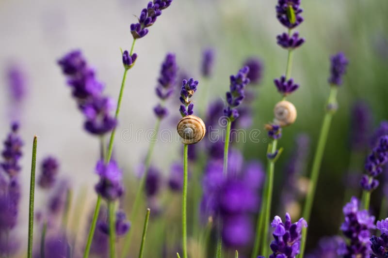 Lavender Flowers with Snail Shells Stock Image - Image of detail ...
