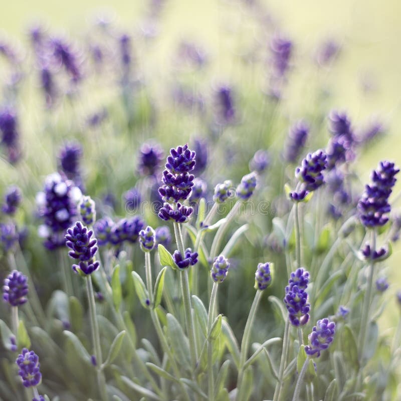 Lavender Flowers - Soft Focus Stock Photo - Image of aromatherapy ...