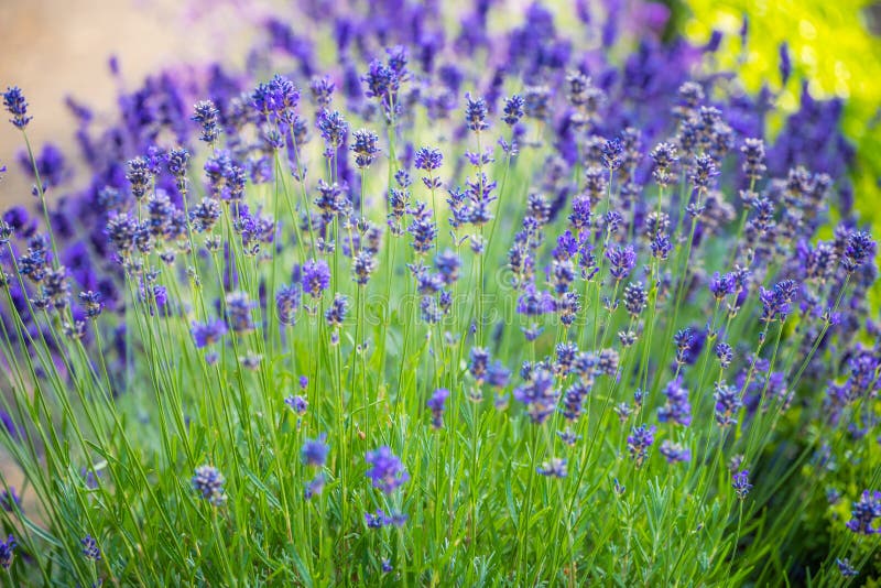 Lavender Flowers in spring stock image. Image of marsh - 202112183