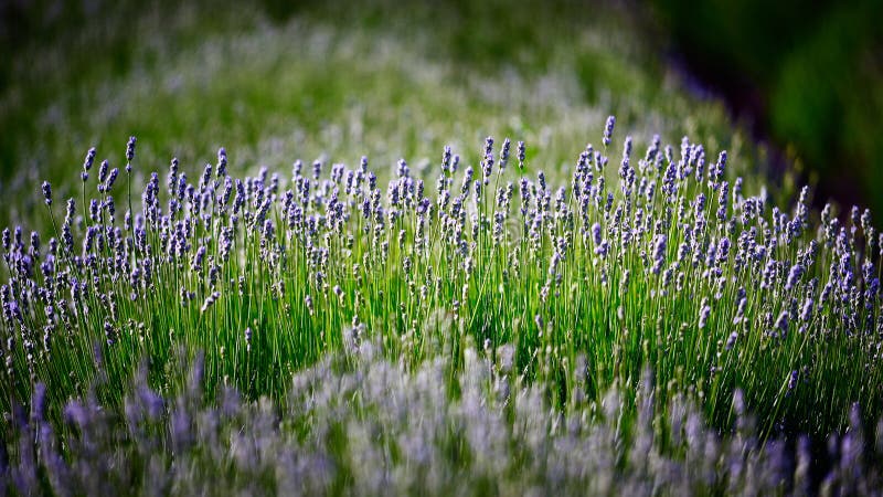 Lavender Flowers in the Spring with Eolian Mills Stock Image - Image of ...