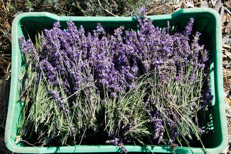Lavender Flowers And Stems Harvest Picture. Image: 22506685