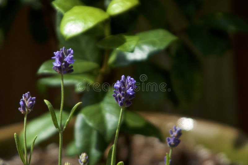 Lavender Flowers in Sunlight Stock Photo - Image of garden, flowers ...