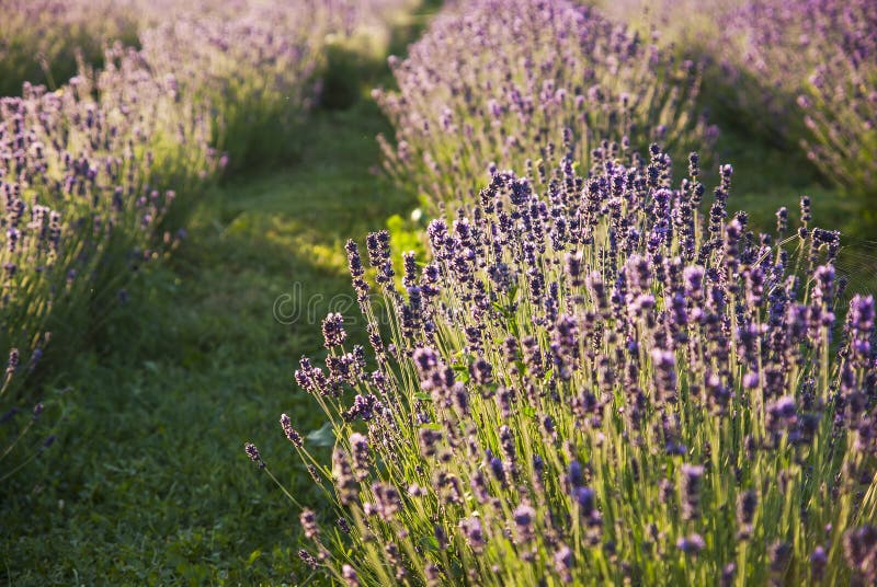 Lavender Flowers in the Sunlight Stock Photo - Image of flower, french ...