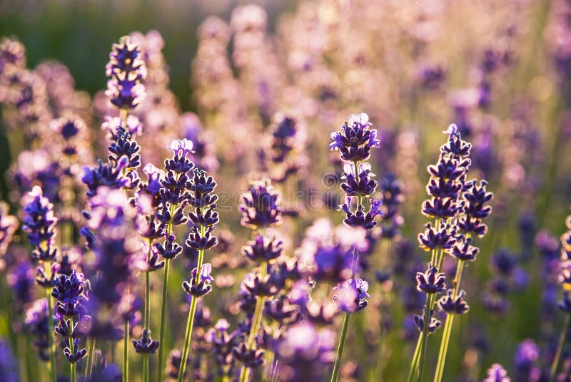 Lavender Flowers in the Sunlight Stock Image - Image of aroma, natural ...