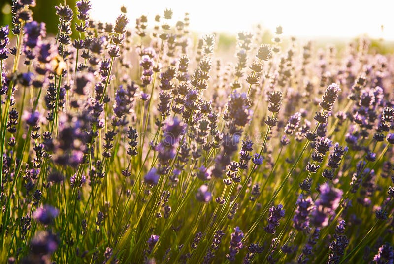 Lavender Flowers in the Sunlight Stock Photo - Image of aromatherapy ...