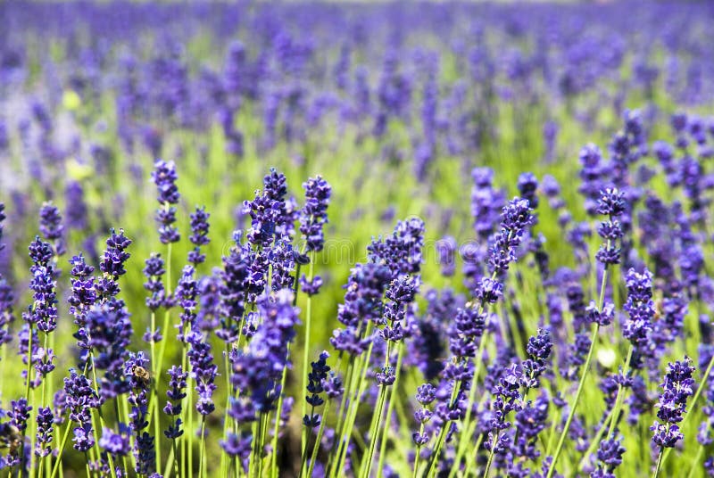 Lavender Flowers in the Sunlight Stock Photo - Image of garden, herbal ...
