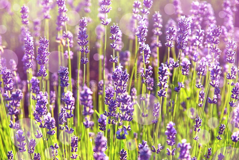 Lavender Flowers in the Sunlight Stock Image - Image of flower ...