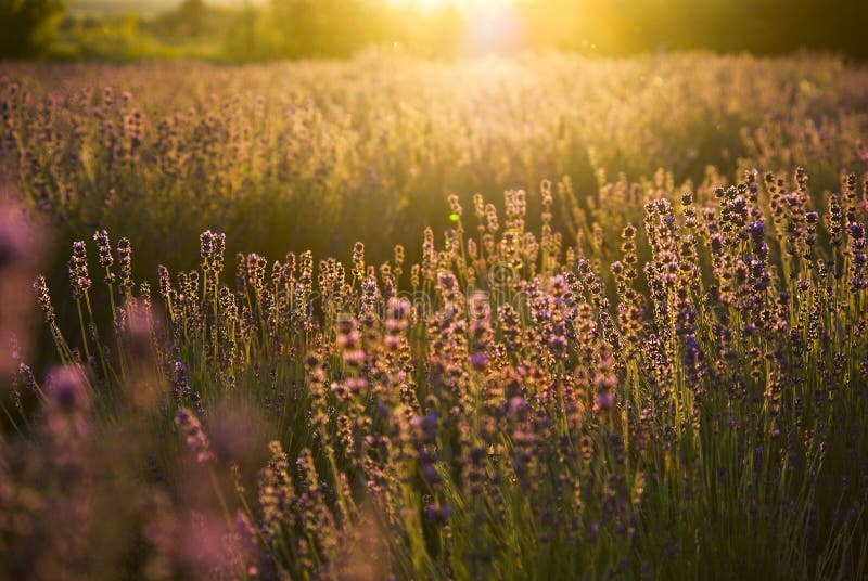 Lavender Flowers in the Sunlight Stock Photo - Image of field, herbal ...
