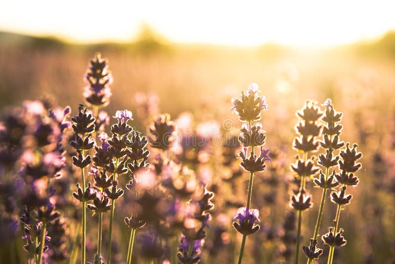 Lavender Flowers in the Sunlight Stock Image - Image of flowers ...