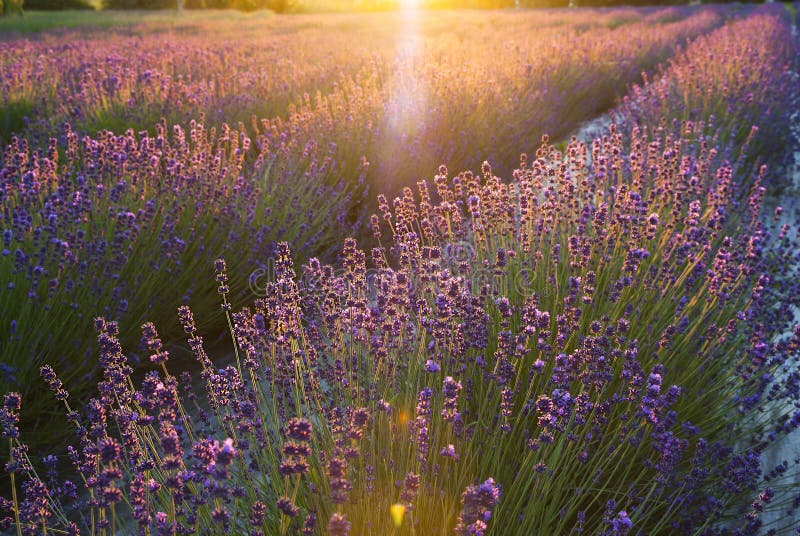 Lavender Flowers in the Sunlight Stock Image - Image of floral, garden ...