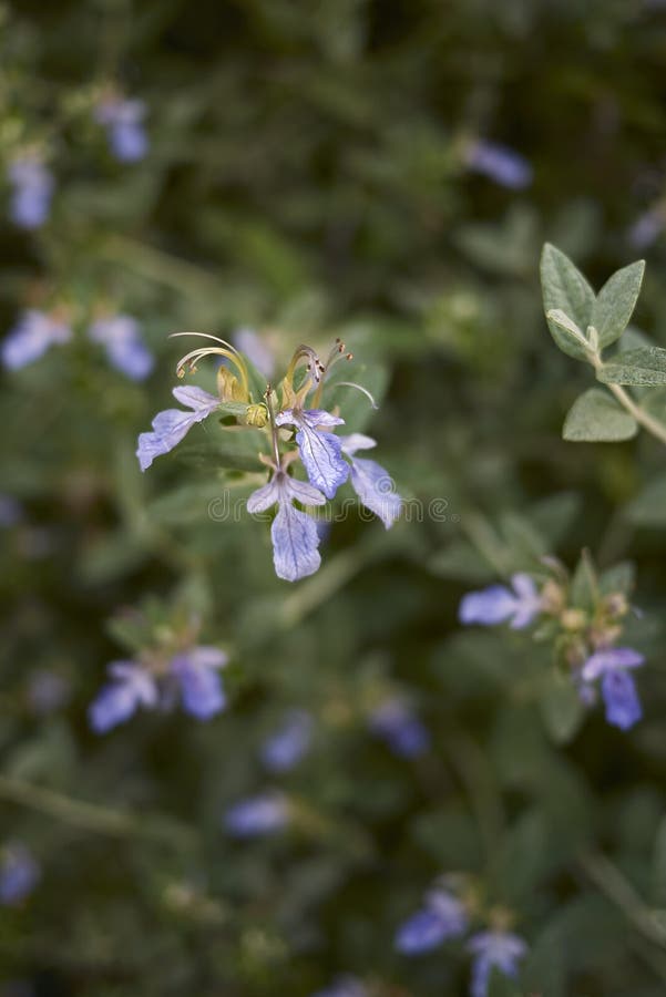Teucrium fruticans blossom stock photo. Image of botany - 117678066
