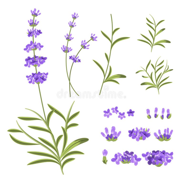 Lavender Greeting Cards Stock Illustrations – 6,623 Lavender Greeting ...