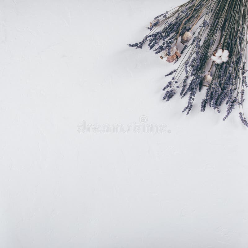 Beautiful Lavender Flowers Frame Stock Image - Image of fragrant, herb ...