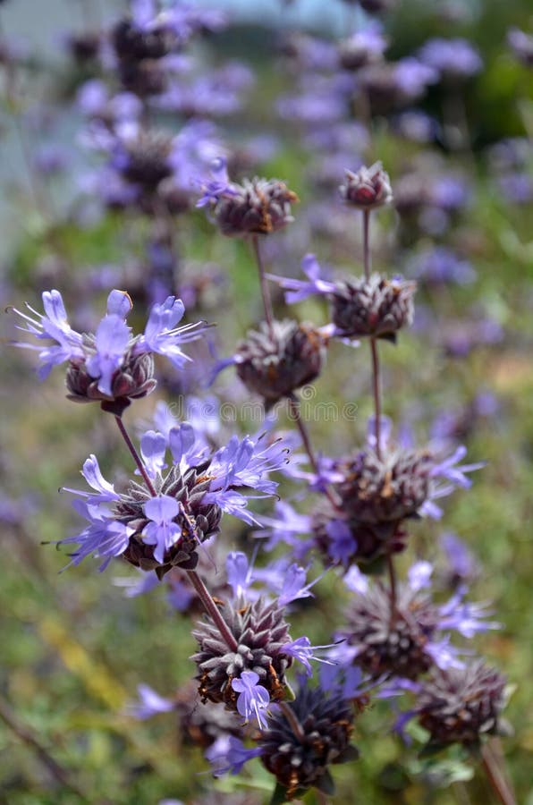 Lavender Flowers in the Wild Stock Image - Image of beauty ...